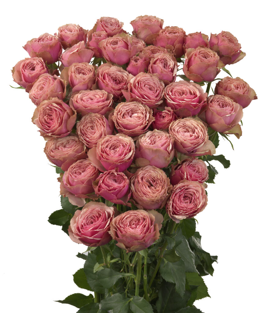 Antique Trendsetter – World Of Spray Roses