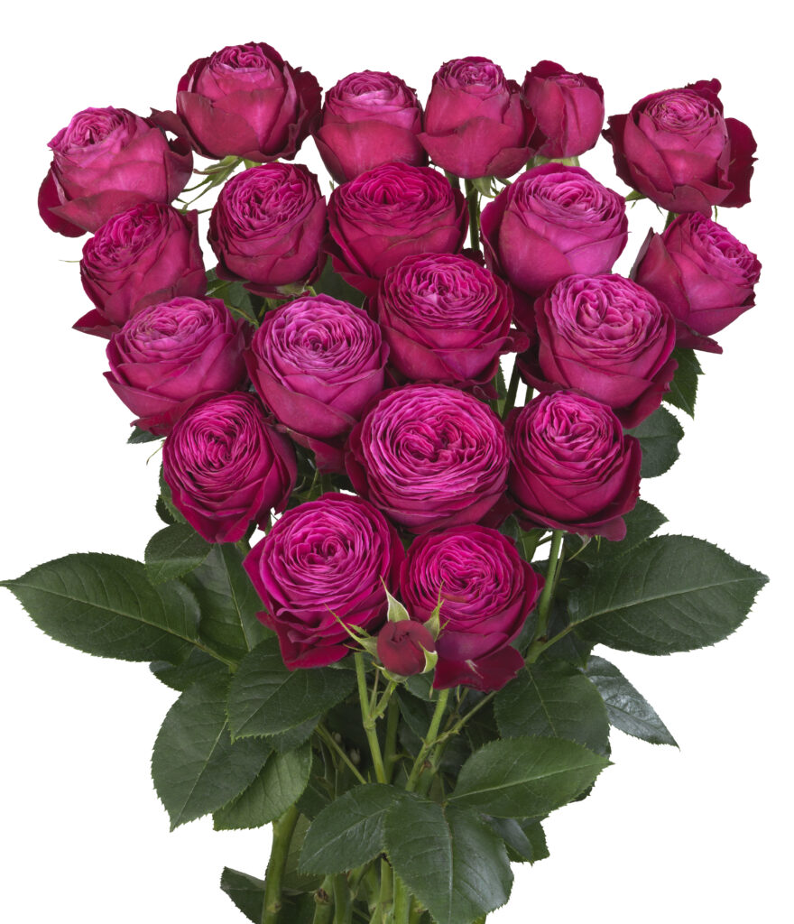 Dima Bombastic – World Of Spray Roses
