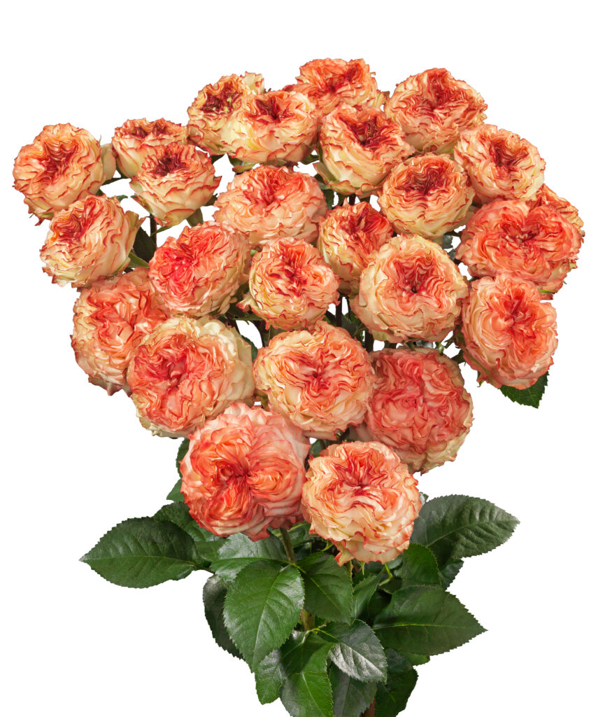 Show Flow – World Of Spray Roses