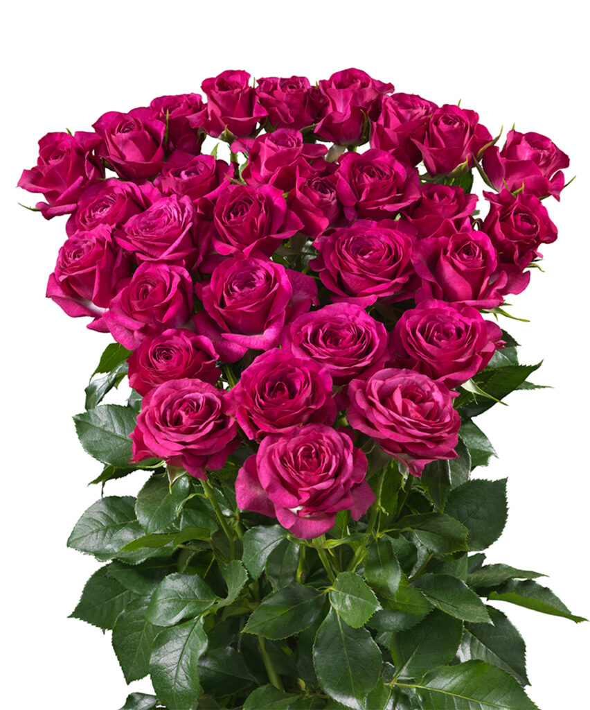 Cheyenne – World Of Spray Roses
