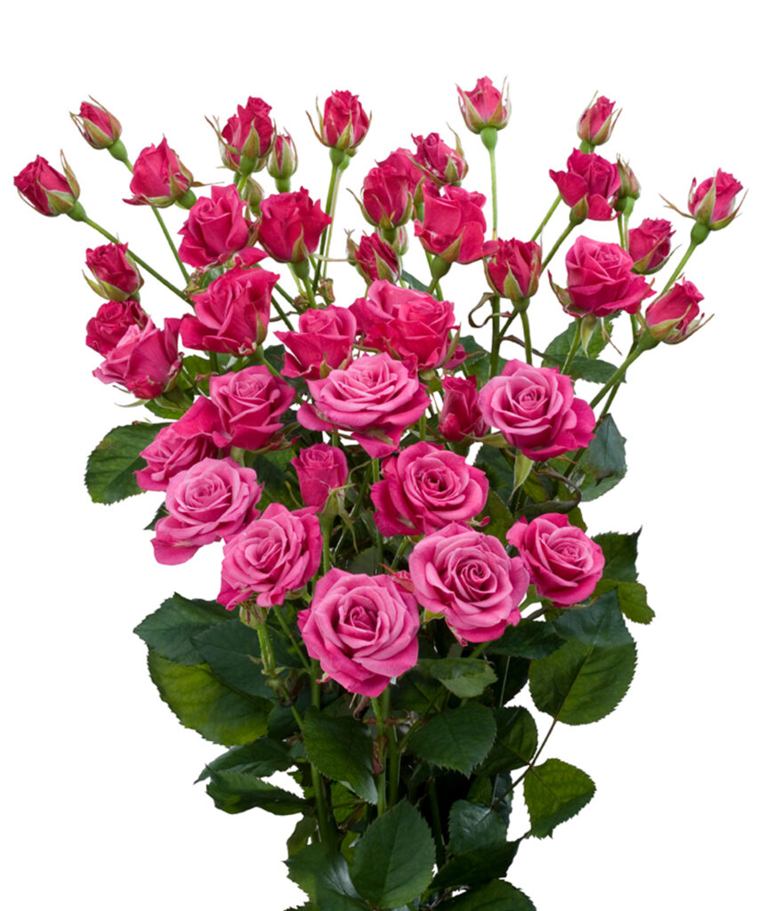 Glorious – World Of Spray Roses