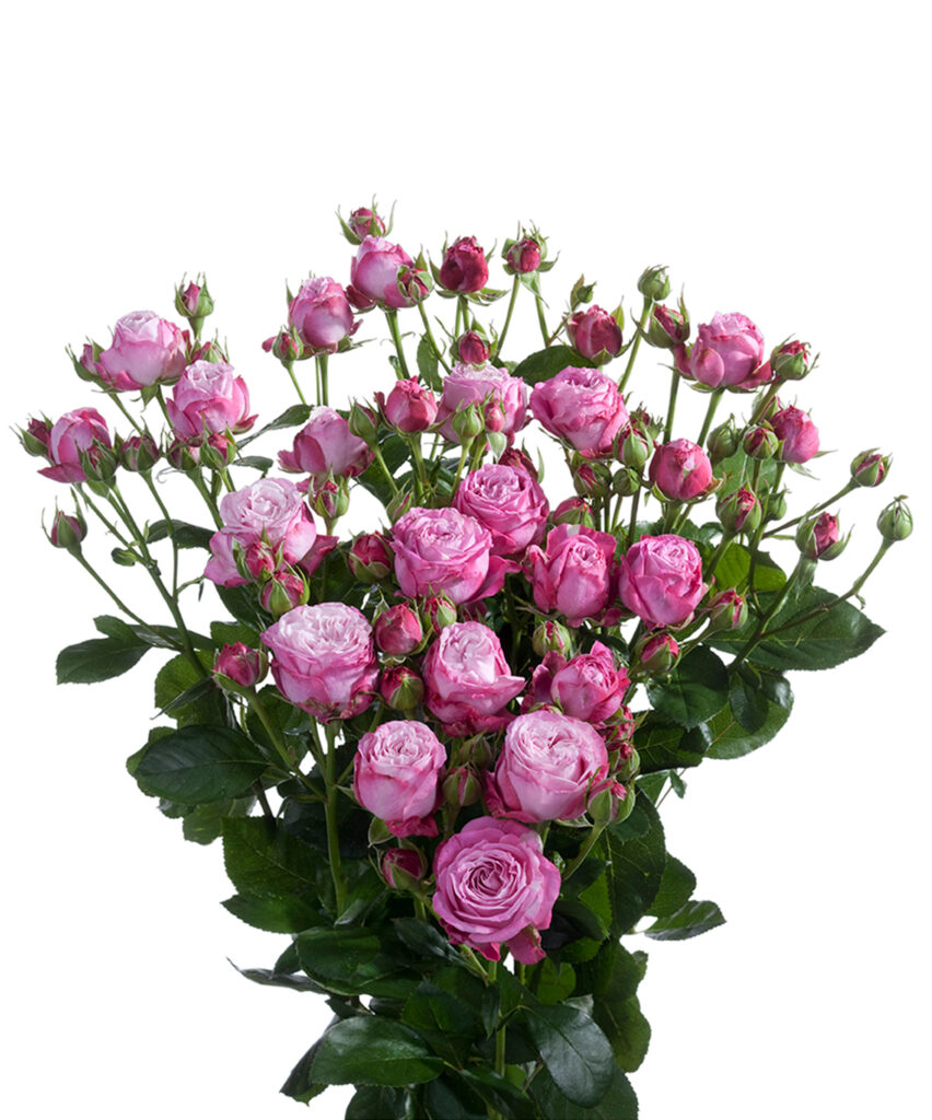 Lady Bombastic – World Of Spray Roses