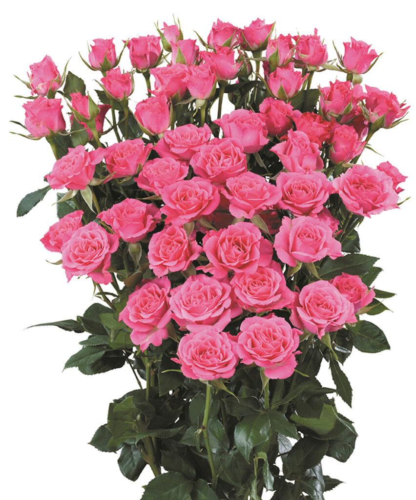Lianne – World Of Spray Roses