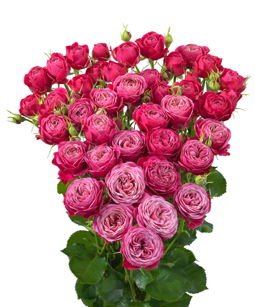 Party Trendsetter – World Of Spray Roses
