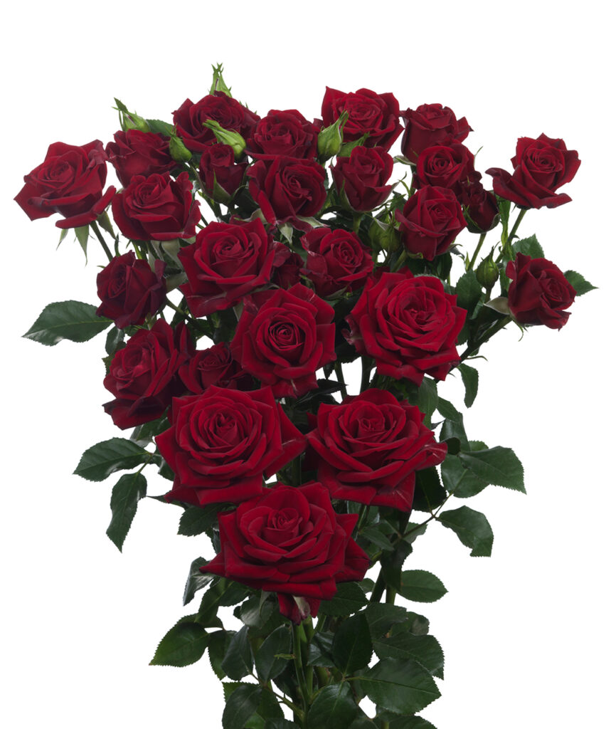 Pushkin – World Of Spray Roses