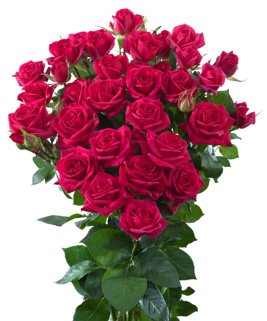 Quincy – World Of Spray Roses