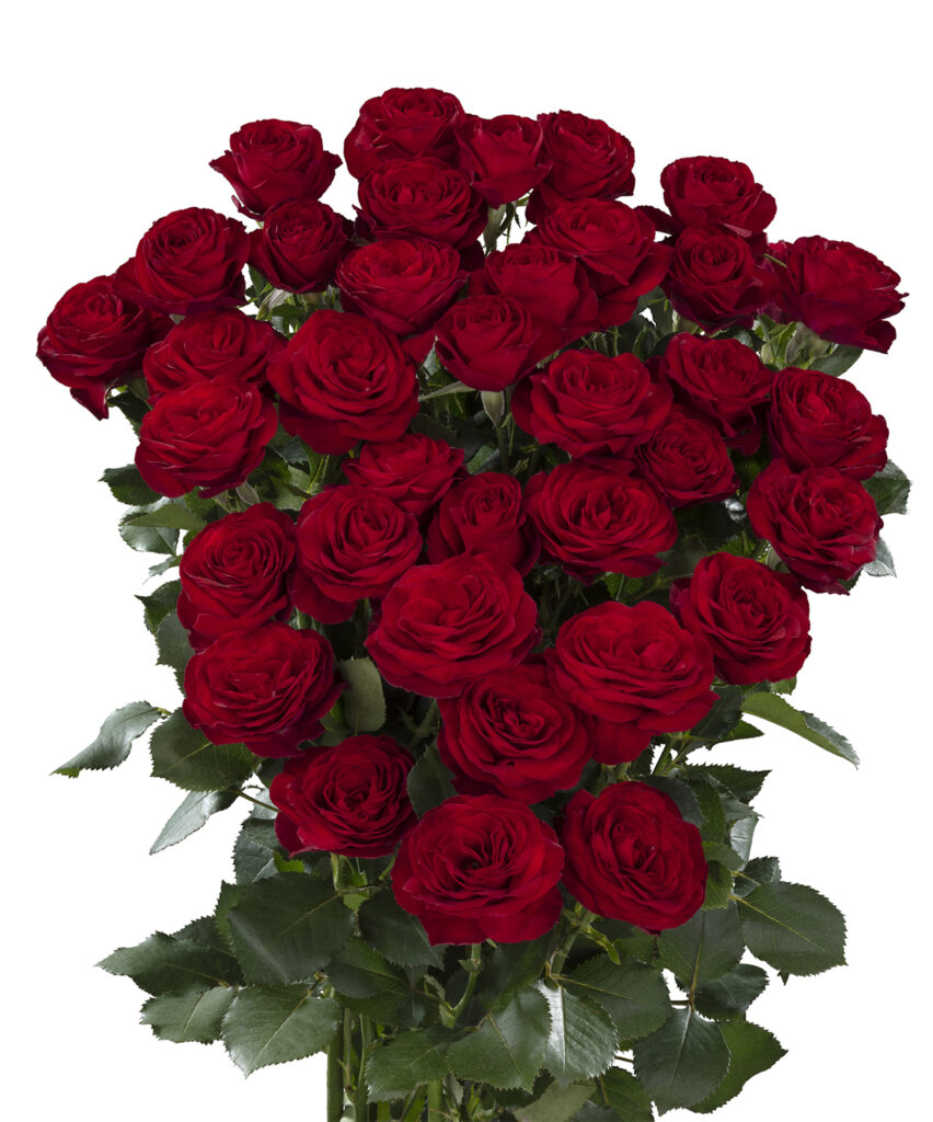 Red Trendsetter – World Of Spray Roses