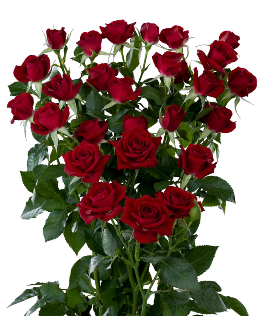 Rubicon – World Of Spray Roses