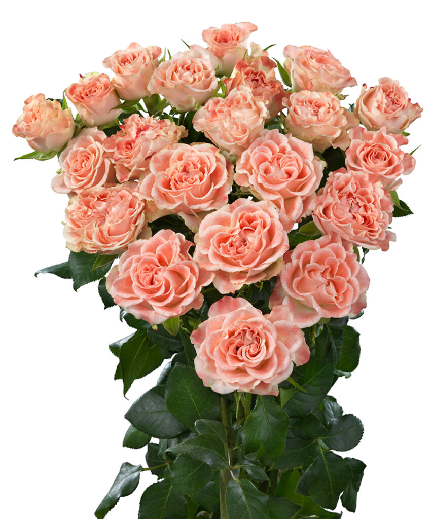 Fair Flow – World Of Spray Roses