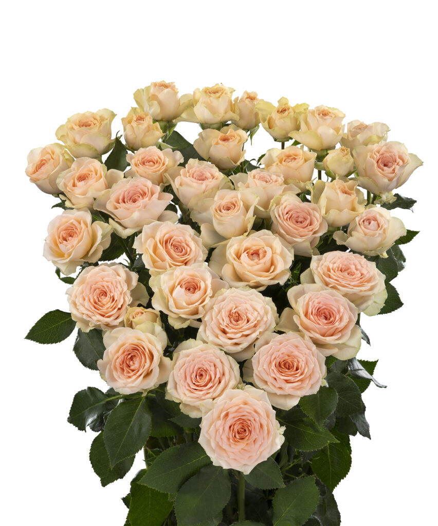 Sancerre – World Of Spray Roses