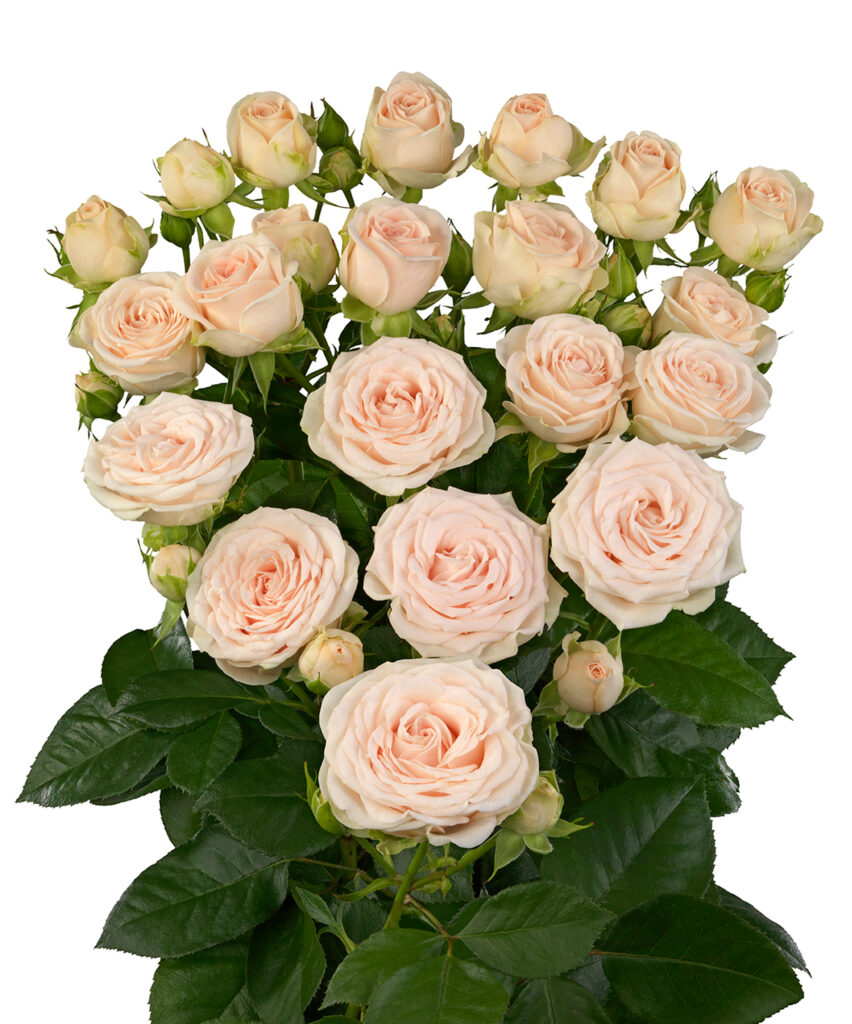 Sofie – World Of Spray Roses