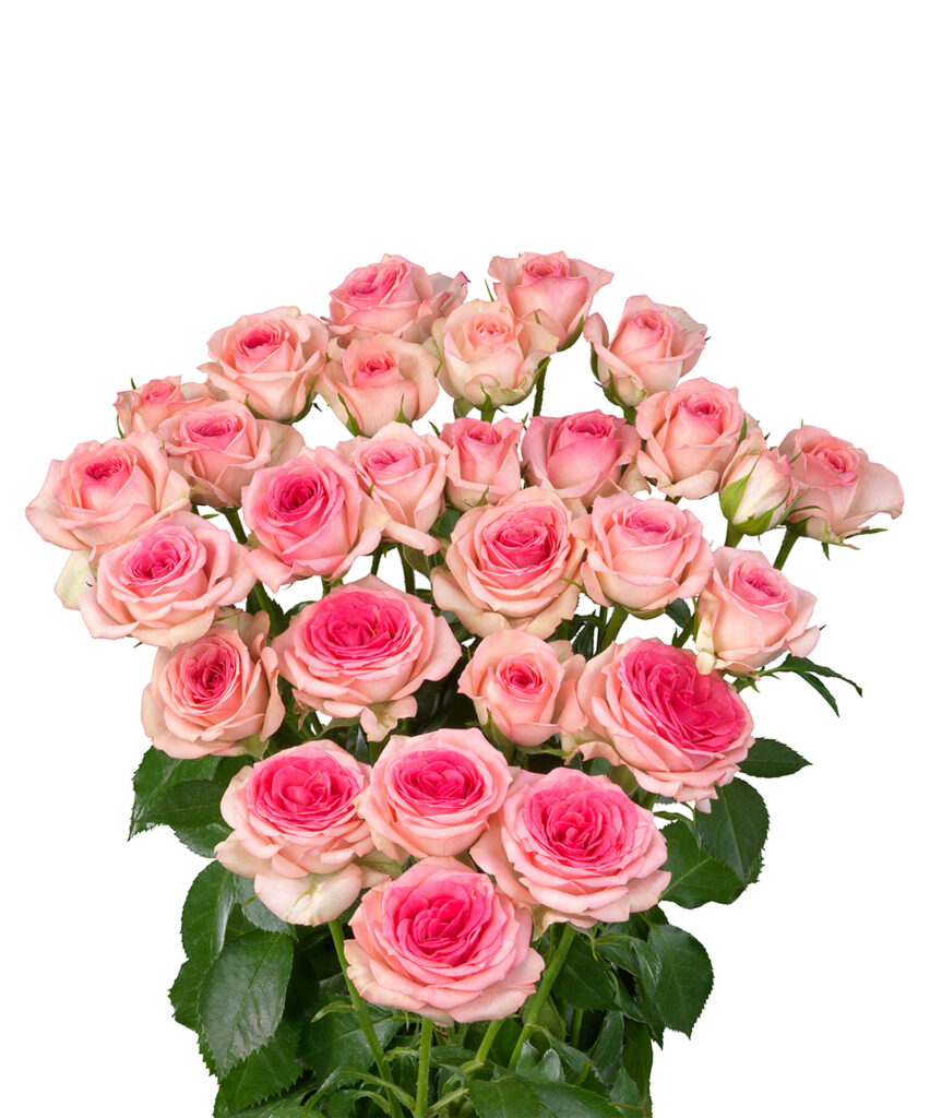 Tralala – World Of Spray Roses