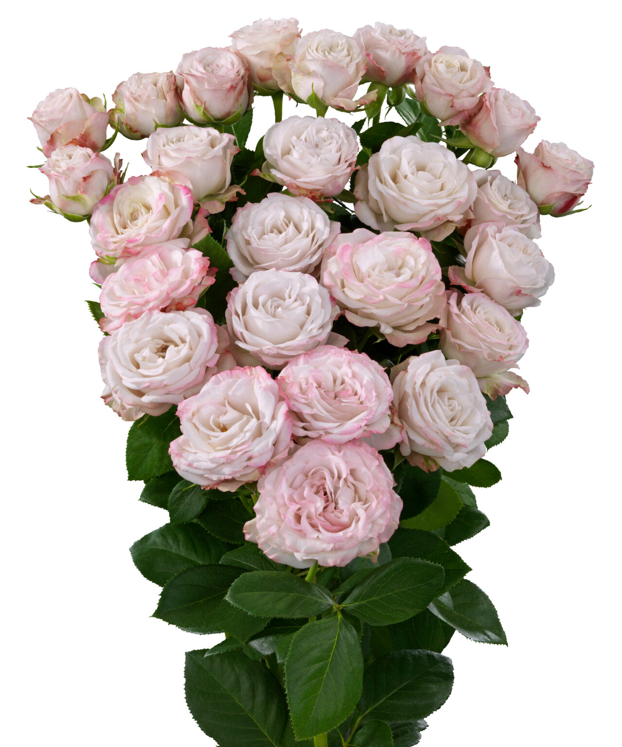 Angel Bombastic – World Of Spray Roses