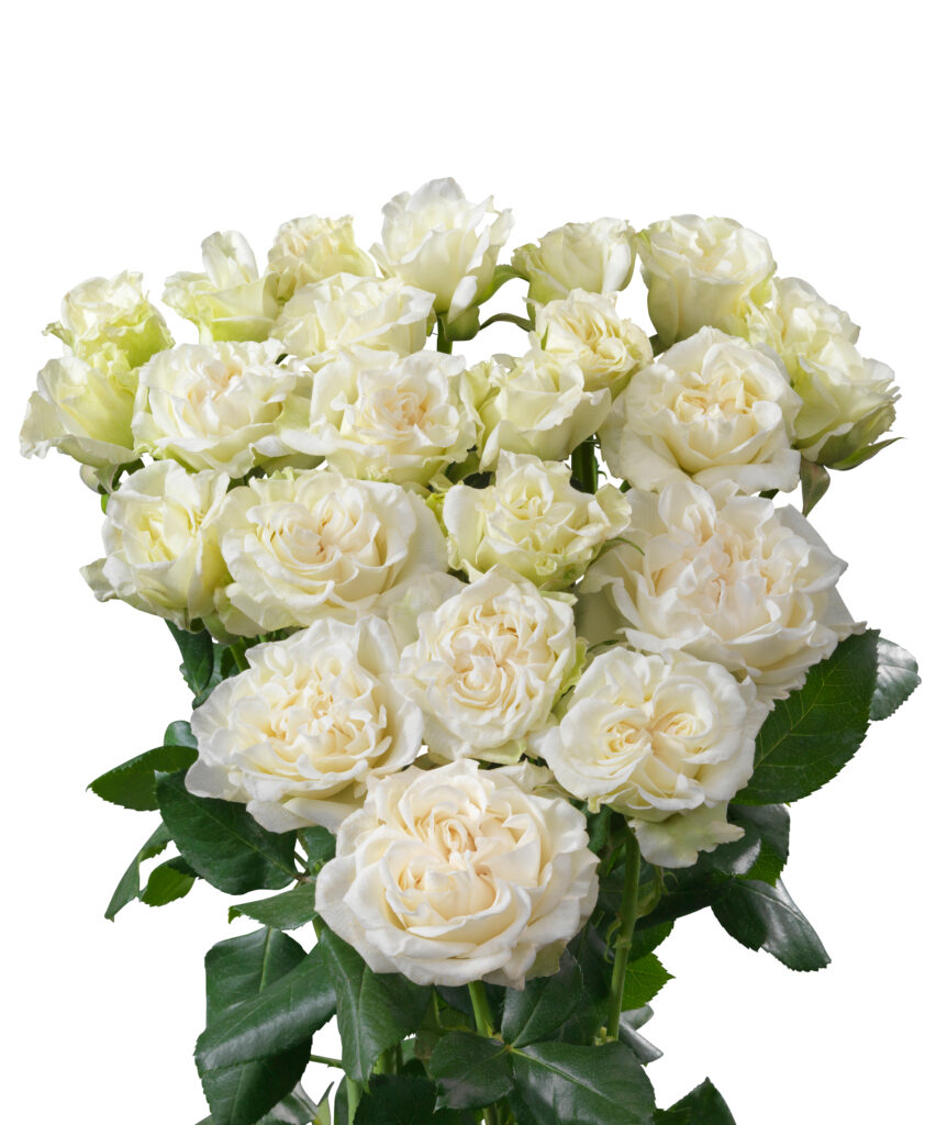 Bridal Flow – World Of Spray Roses