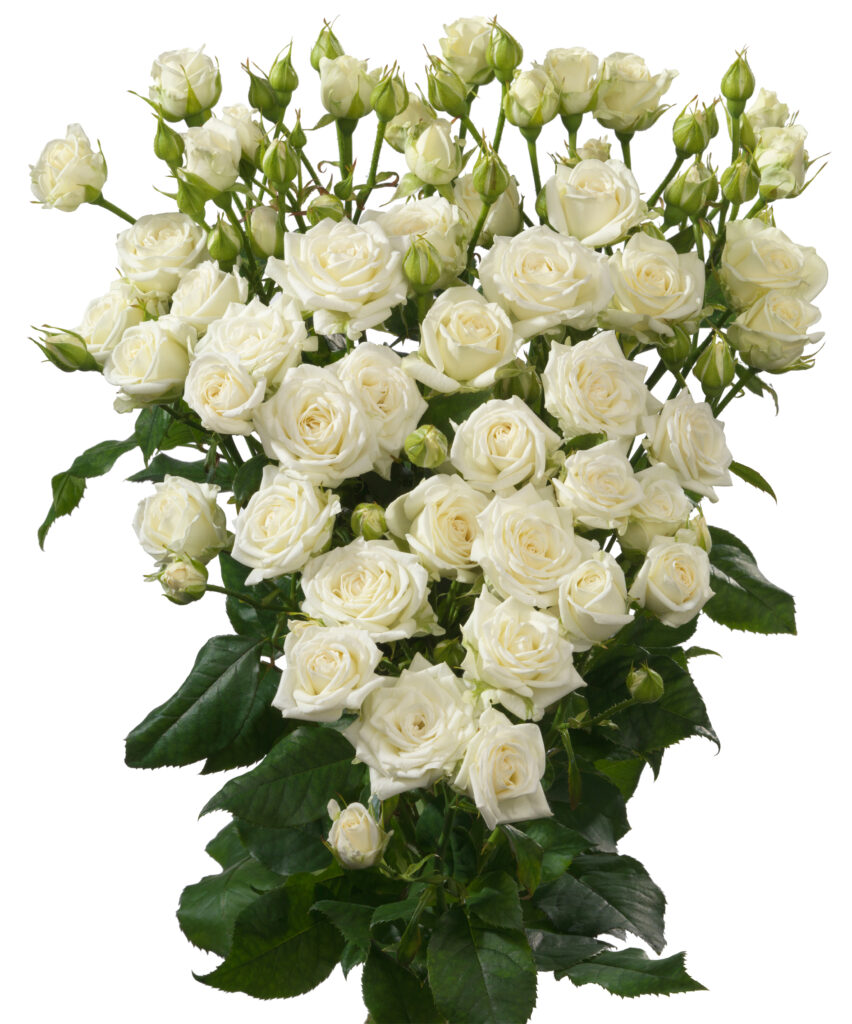 Josephine – World Of Spray Roses