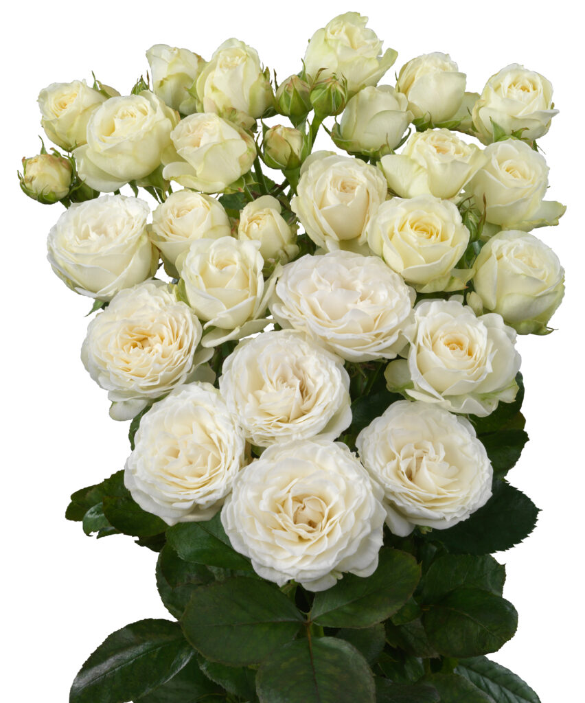 Princess Bombastic – World Of Spray Roses