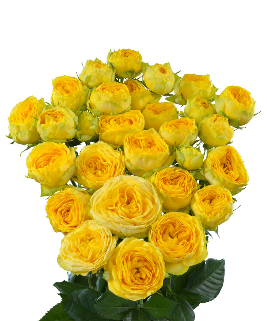 Golden Trendsetter – World Of Spray Roses
