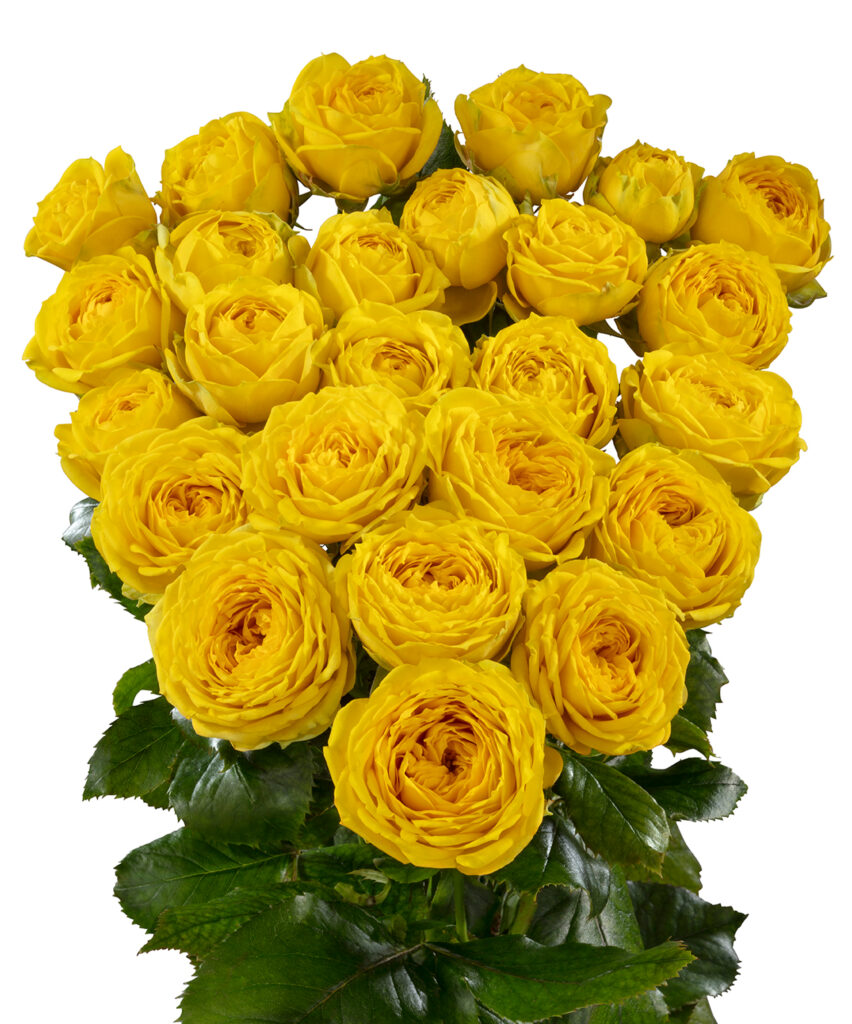 Luna Trendsetter – World Of Spray Roses