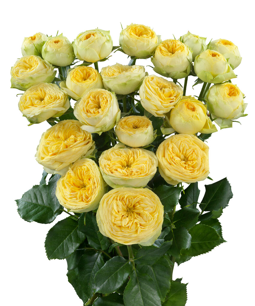Sunny Trendsetter – World Of Spray Roses