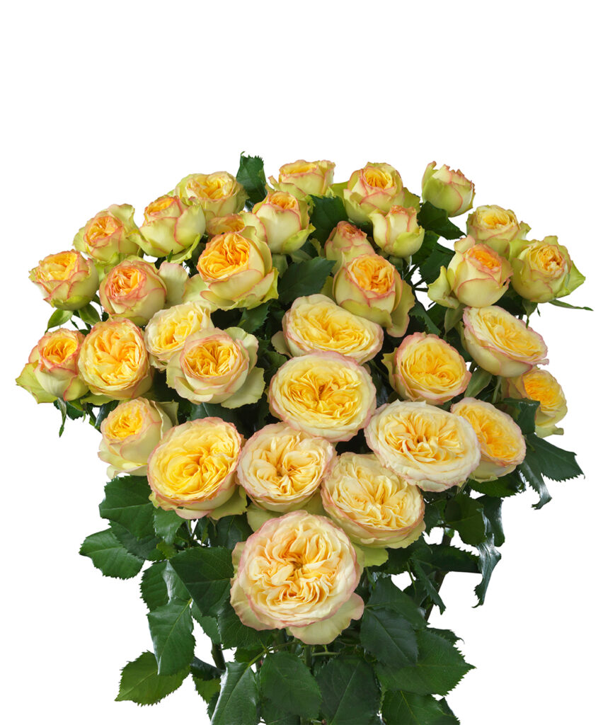 Yoga Trendsetter – World Of Spray Roses